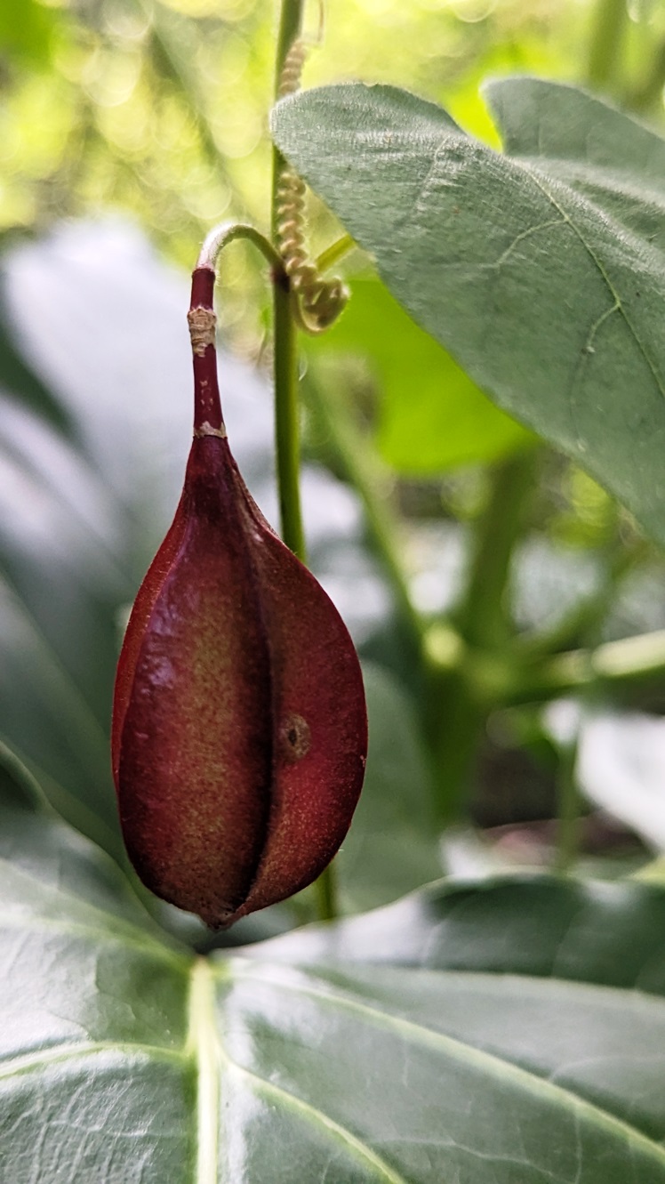 Cook Islands | agmtraveller.com