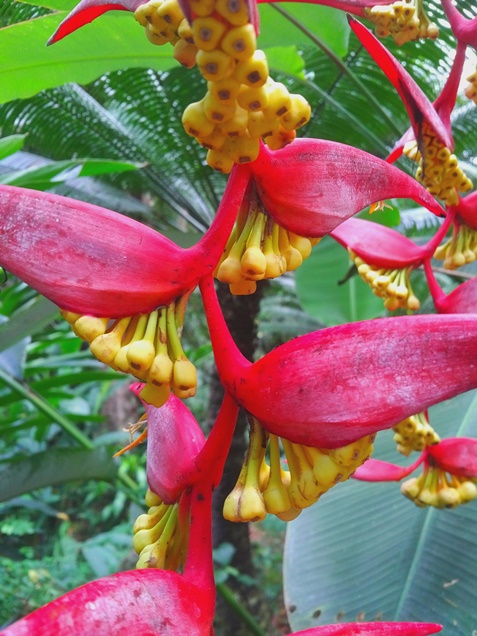 Fiji | agmtraveller.com