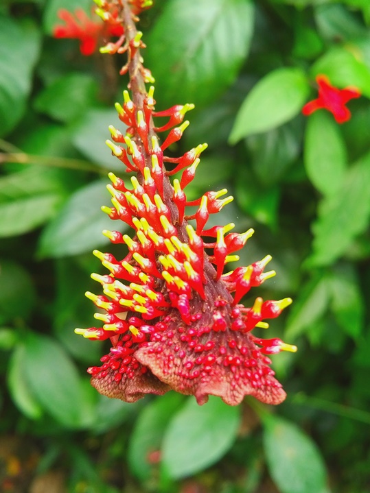 Fiji | agmtraveller.com